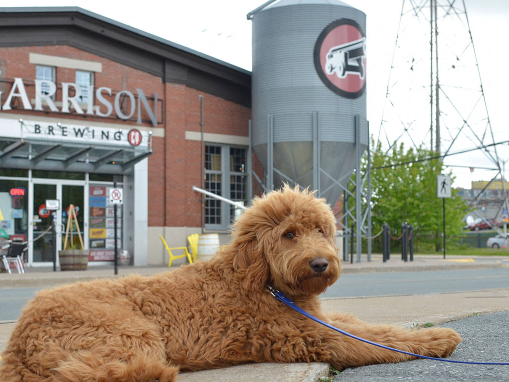 MAPLE Apartments, 1583 Hollis Street, Halifax, NS - RentCafe