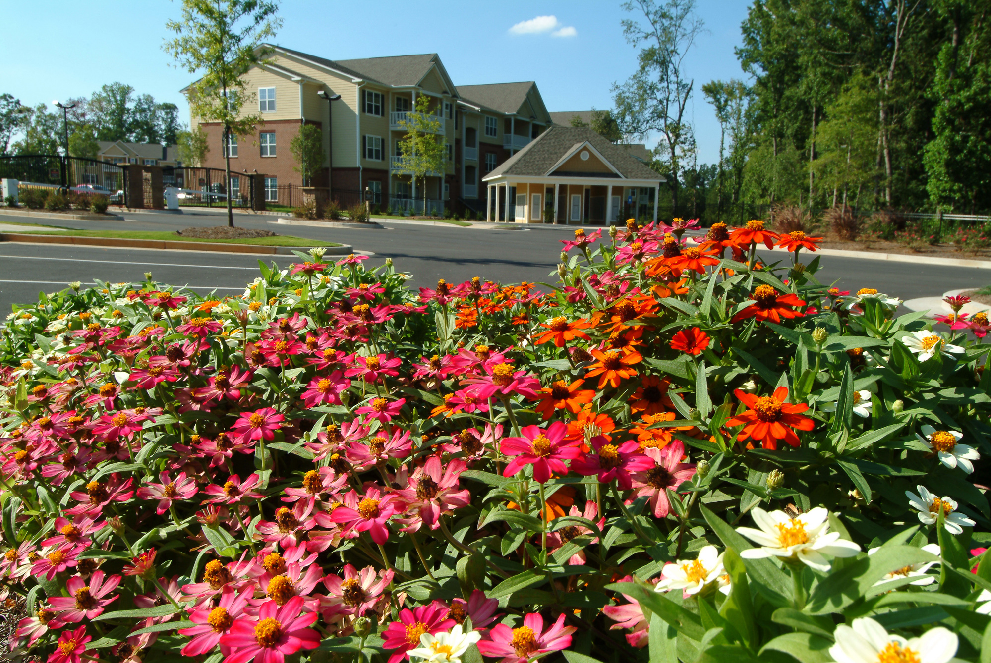 Flowers In Mcdonough Ga | Best Flower Site